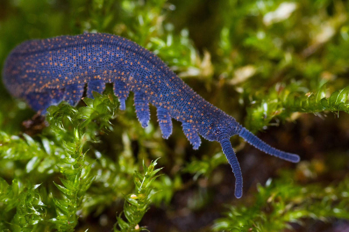 Velvet worms, the voracious snipers of the undergrowth | Egg Syntax