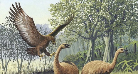 Legendary Human-Eating Bird Was Real, Probably Could Have Eaten People ...