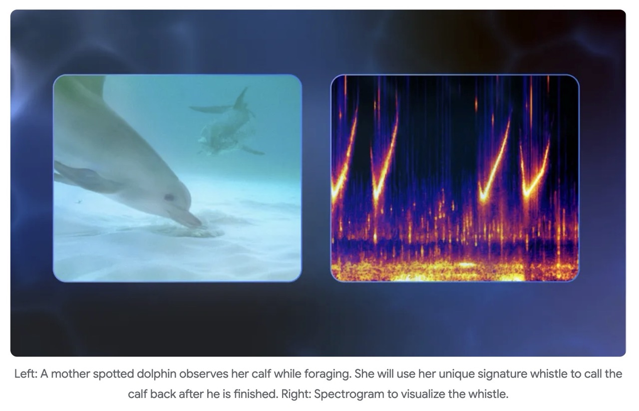 Steps forward in understanding and speaking Dolphin | Egg Syntax